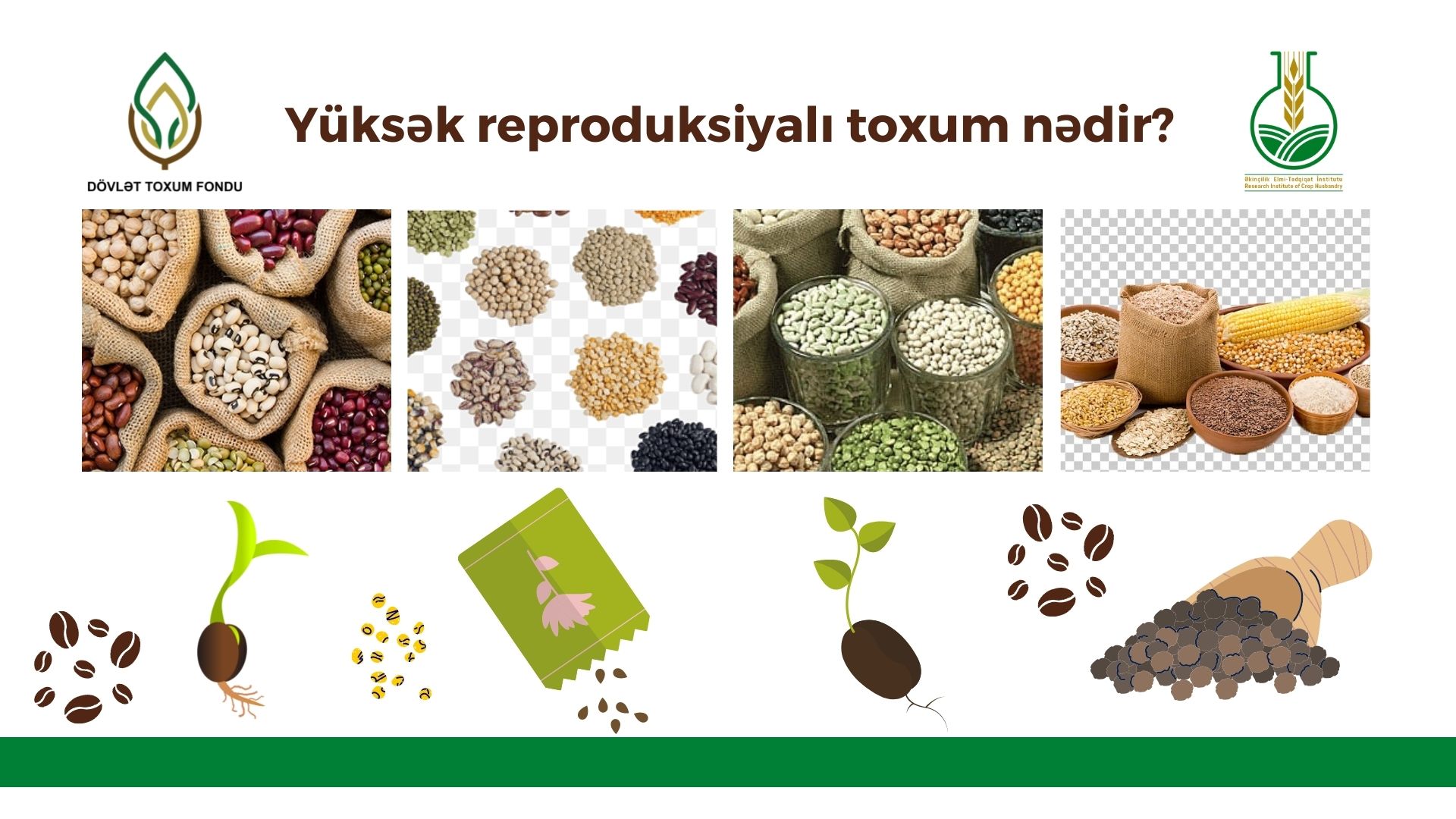 Yüksək reproduksiyalı toxum nədir? - dtf.gov.az